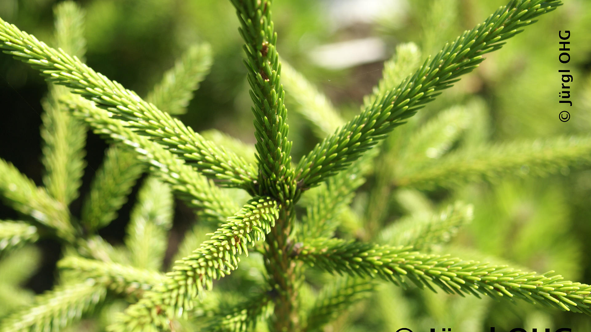 Wildart in Gebirgswäldern Japans